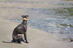 Orange Leather Wide Whippet Greyhound Collar | Italian Lurcher