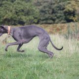 Orange Leather Wide Sighthound Collar Whippet, Lurcher, Greyhound