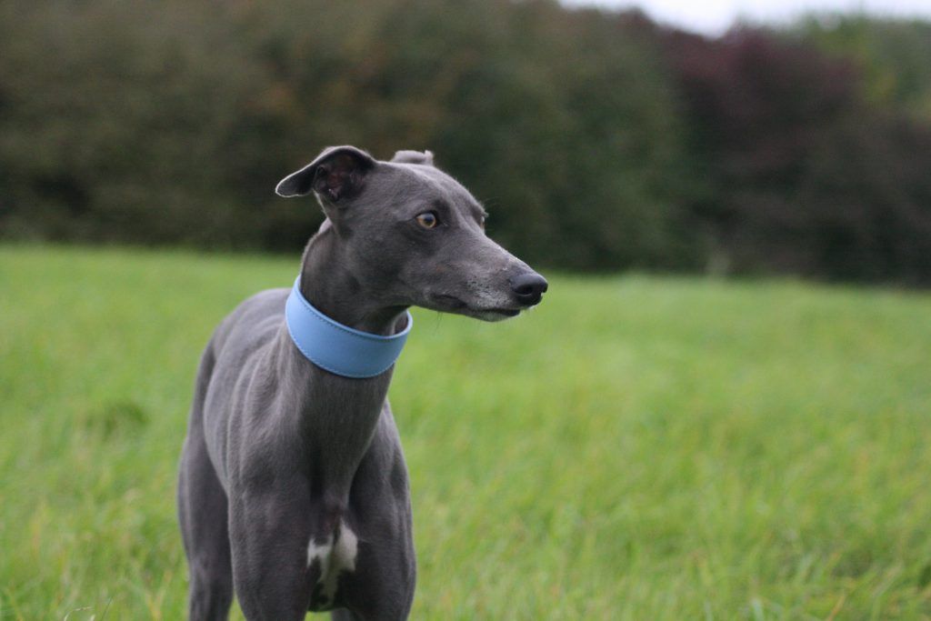 Blue Leather Whippet Greyhound Wide Collar | Italian Lurcher