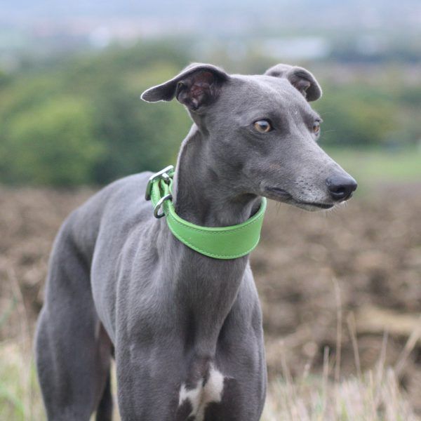 Green Leather Wide Collar Whippet Greyhound Italian Lurcher