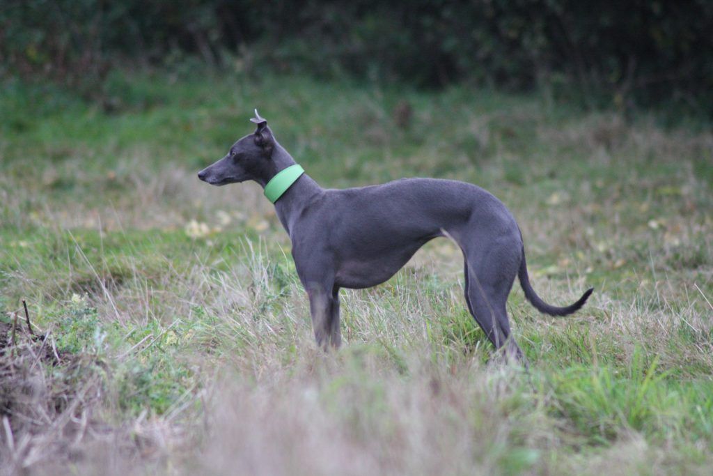 Green Leather Wide Whippet Greyhound Collar | Italian Lurcher