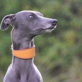 Orange Leather Wide Sighthound Collar Whippet, Lurcher, Greyhound
