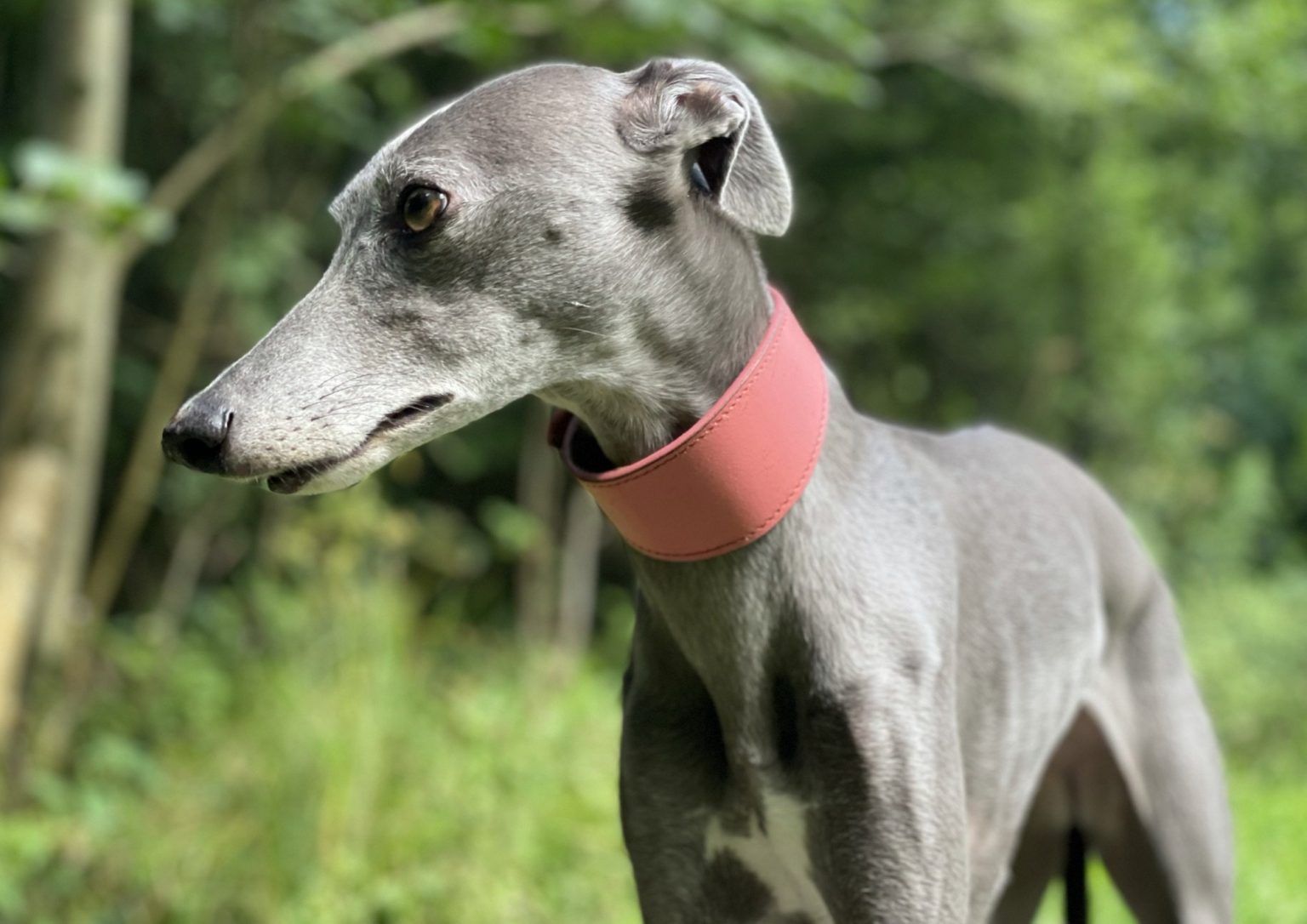 Pink Wide Leather Whippet Greyhound Collar | Italian Lurcher