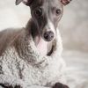 Grey Fluffy Fleece Jumper Whippet Greyhound Italian Sighthound