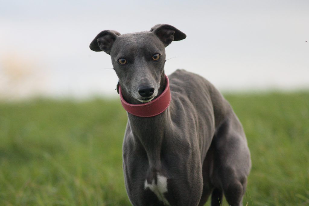 Pink Leather Wide Whippet Greyhound Collar | Italian Lurcher