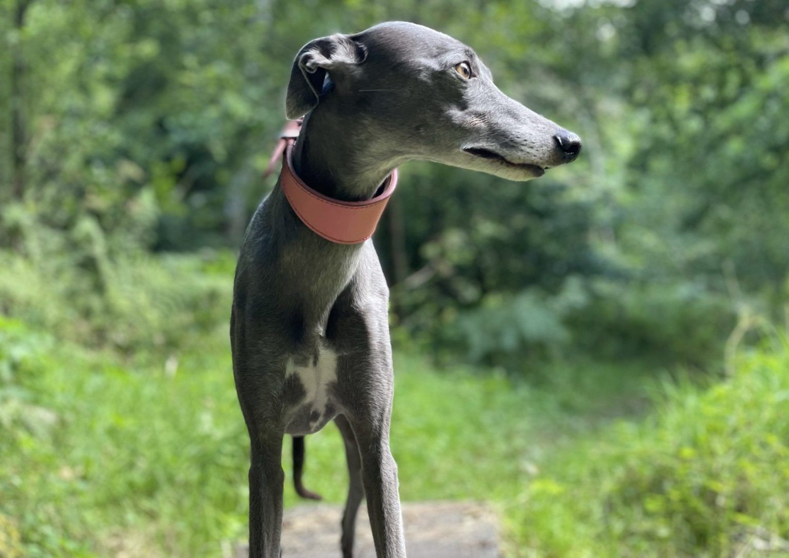 Pink Wide Leather Whippet Greyhound Collar | Italian Lurcher