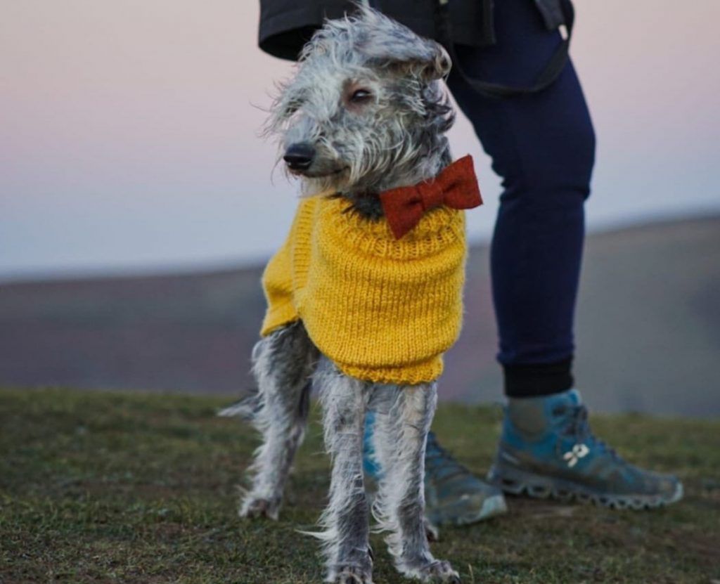 Mustard Yellow Hand Knitted Whippet Jumper | Greyhound Italian Lurcher