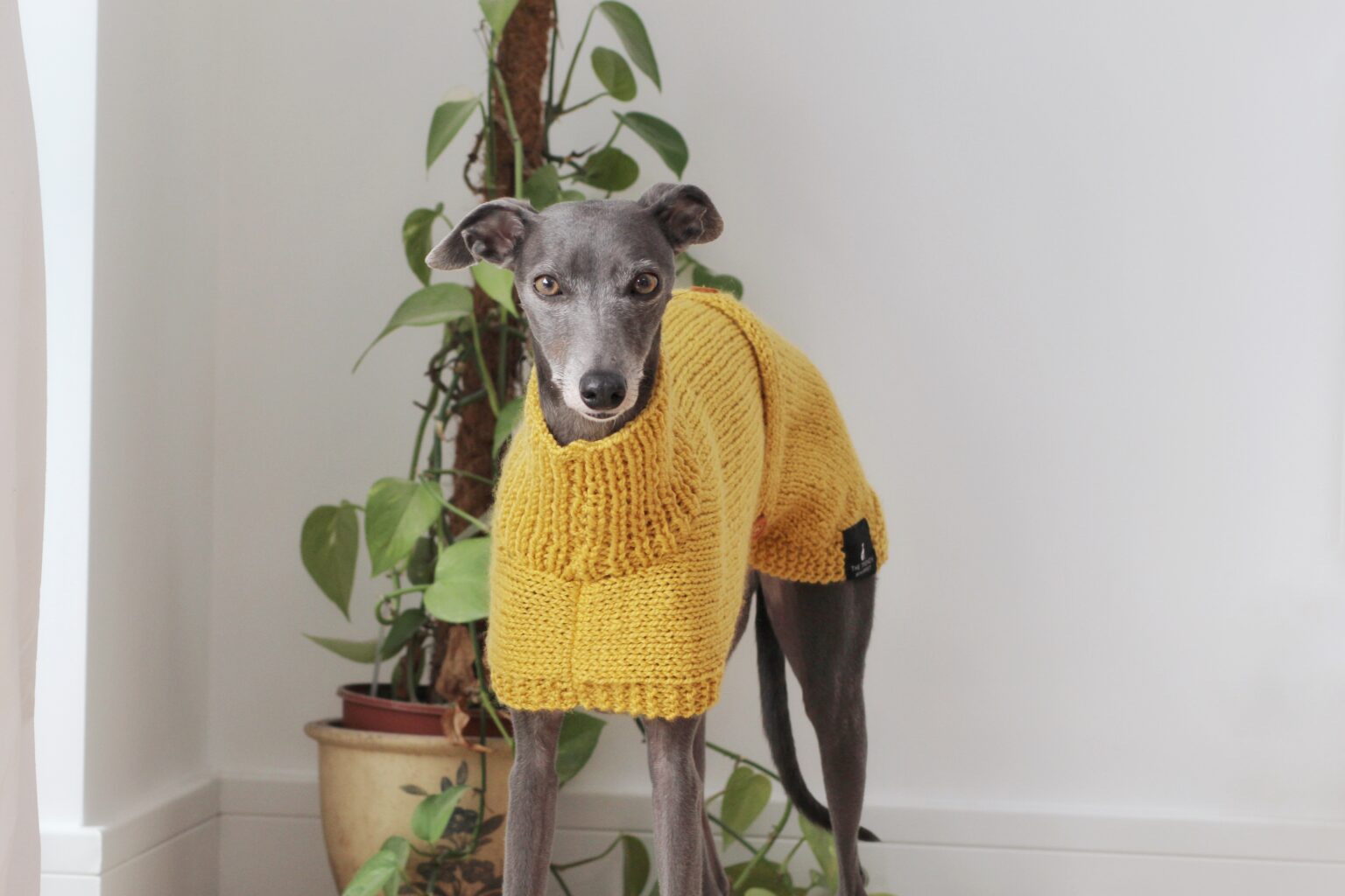 Mustard Yellow Hand Knitted Whippet Jumper | Greyhound Italian Lurcher