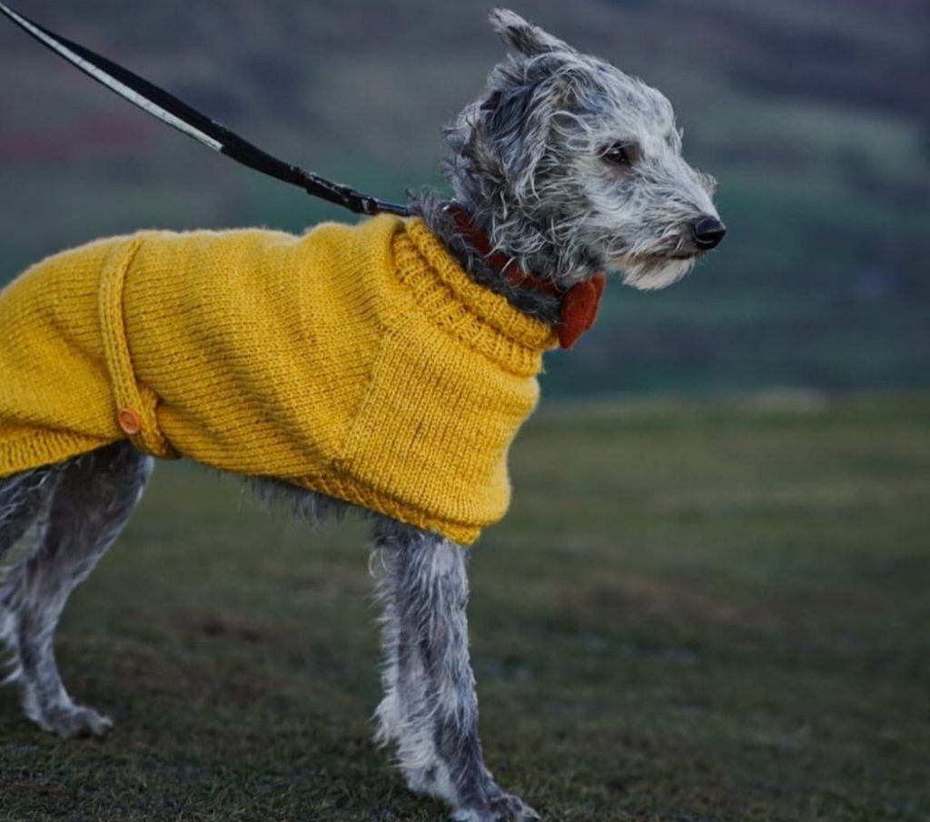 Mustard Yellow Hand Knitted Whippet Jumper | Greyhound Italian Lurcher