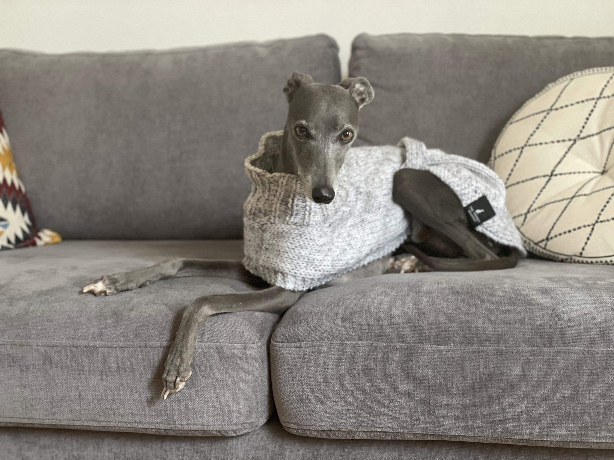 Grey Hand Knitted Whippet Jumper | Greyhound, Italian Lurcher