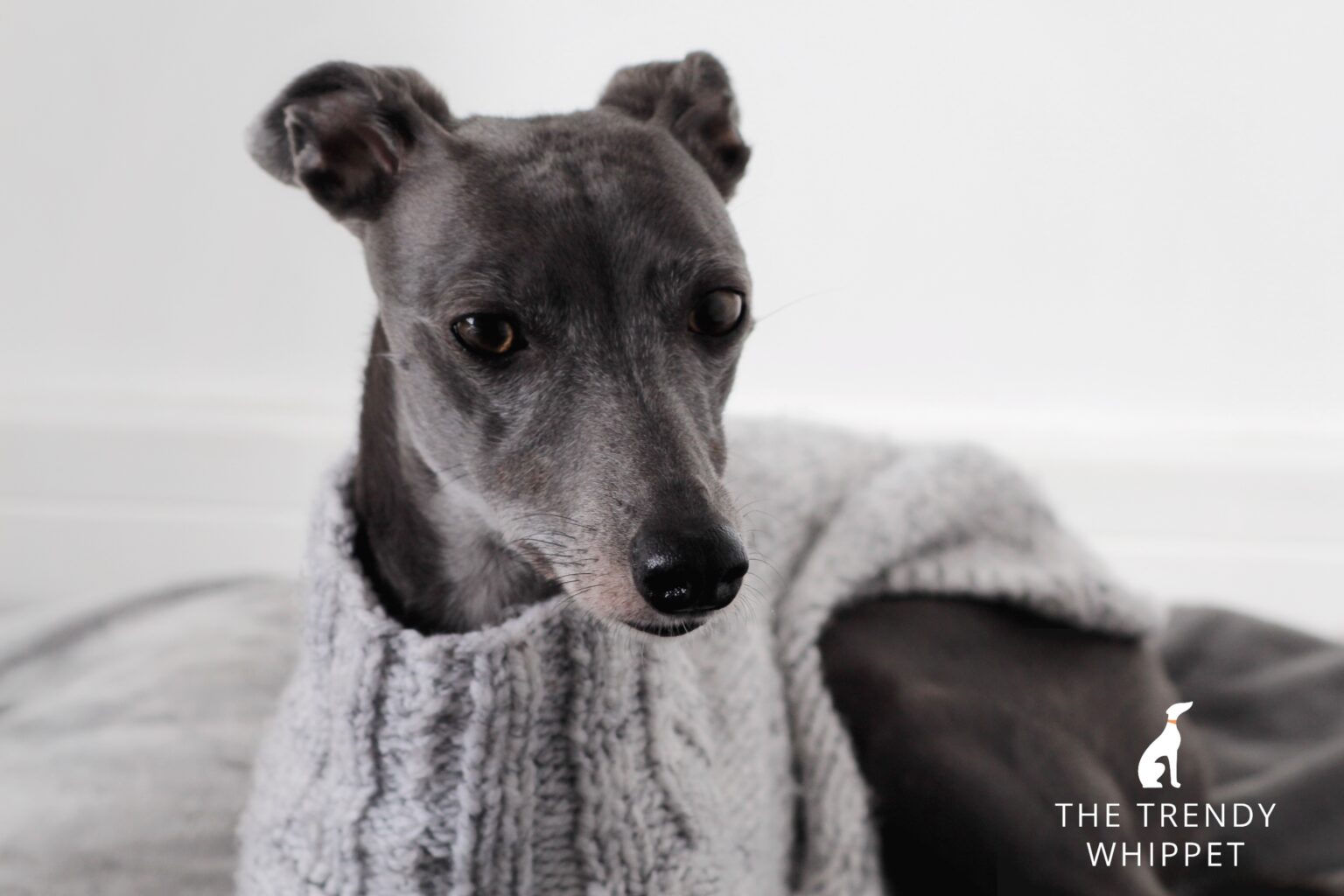 Grey Hand Knitted Whippet Jumper | Greyhound, Italian Lurcher