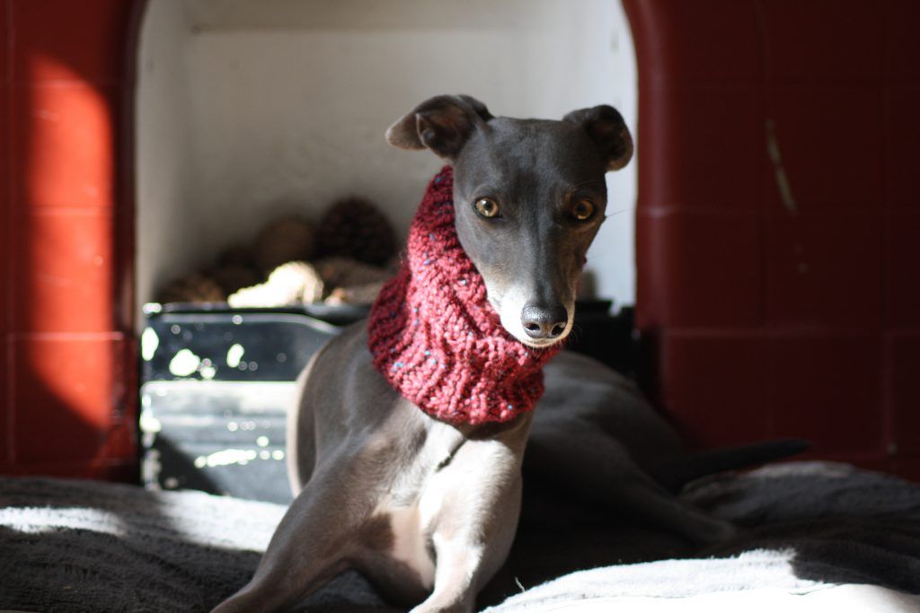 Whippet Red Knit Neck Warmer Snood | Greyhound Italian Lurcher
