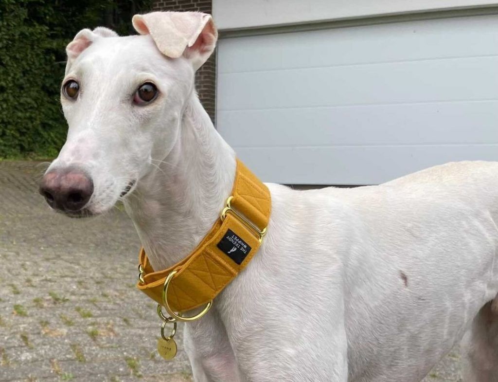 Yellow Martingale Whippet Greyhound Collar | Italian Lurcher