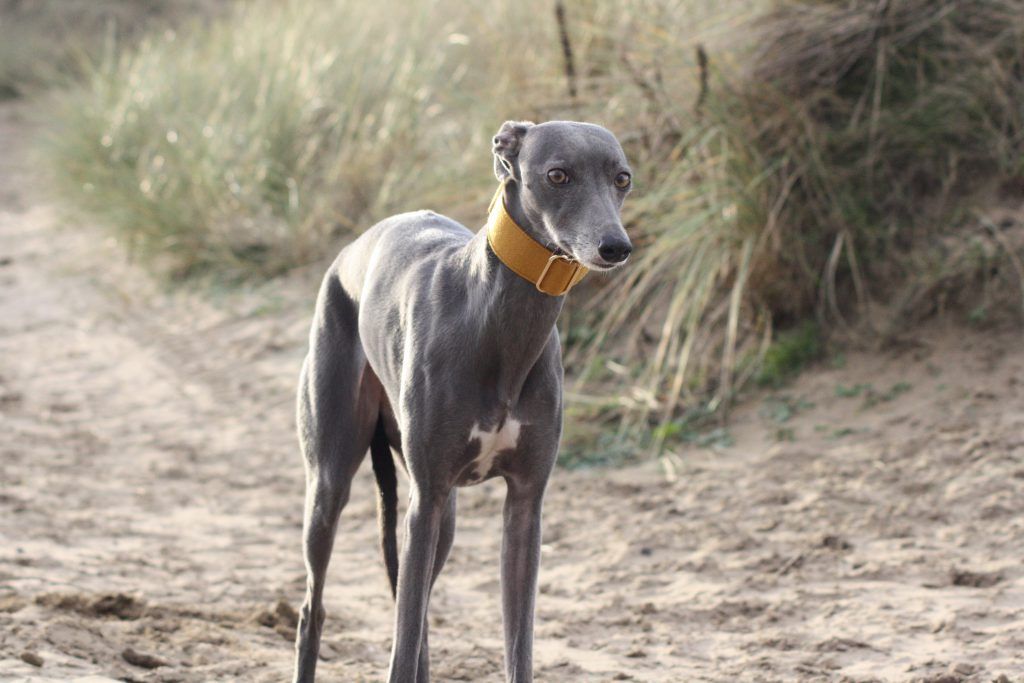 Yellow Martingale Whippet Greyhound Collar | Italian Lurcher