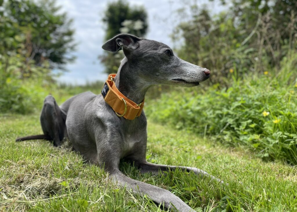 Yellow Martingale Whippet Greyhound Collar | Italian Lurcher