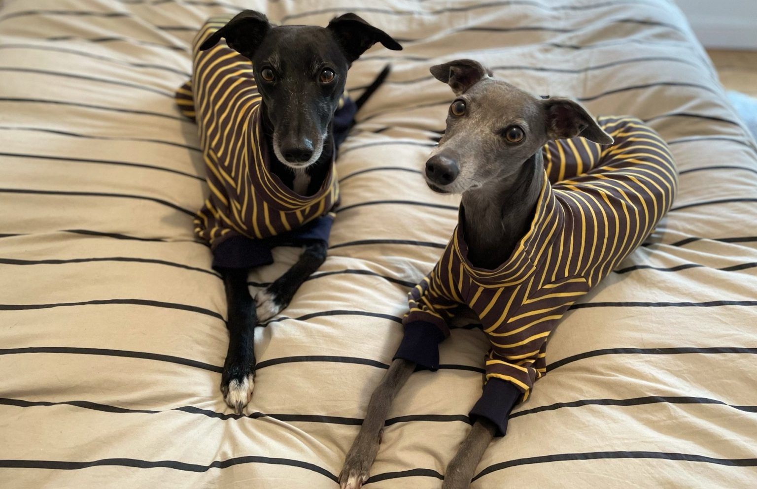 Grey and Yellow Stripe Whippet Greyhound Onesie | Italian Lurcher