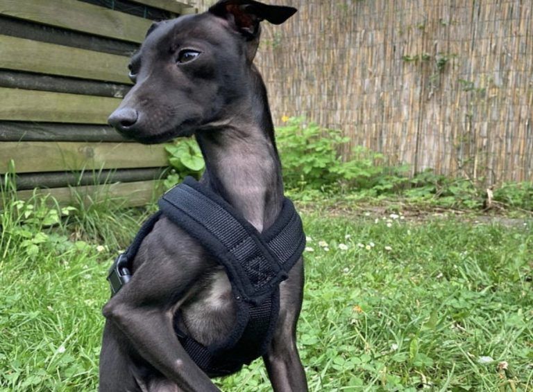Black Padded Fleece Whippet Greyhound Harness | Italian Lurcher