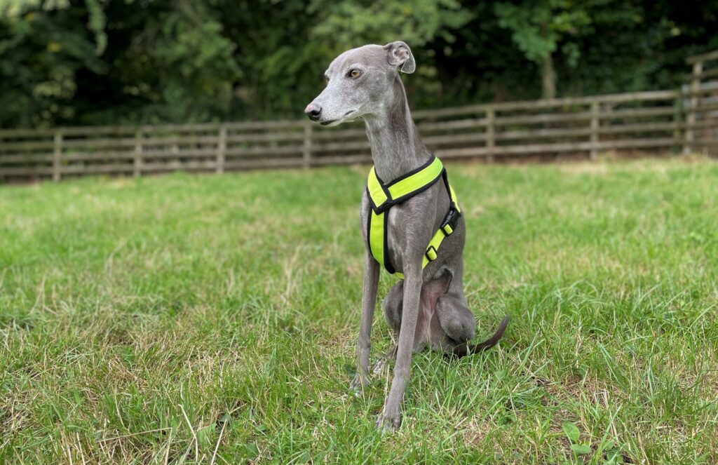Hi Vis Yellow Padded Fleece Whippet Greyhound Harness | Italian Lurcher