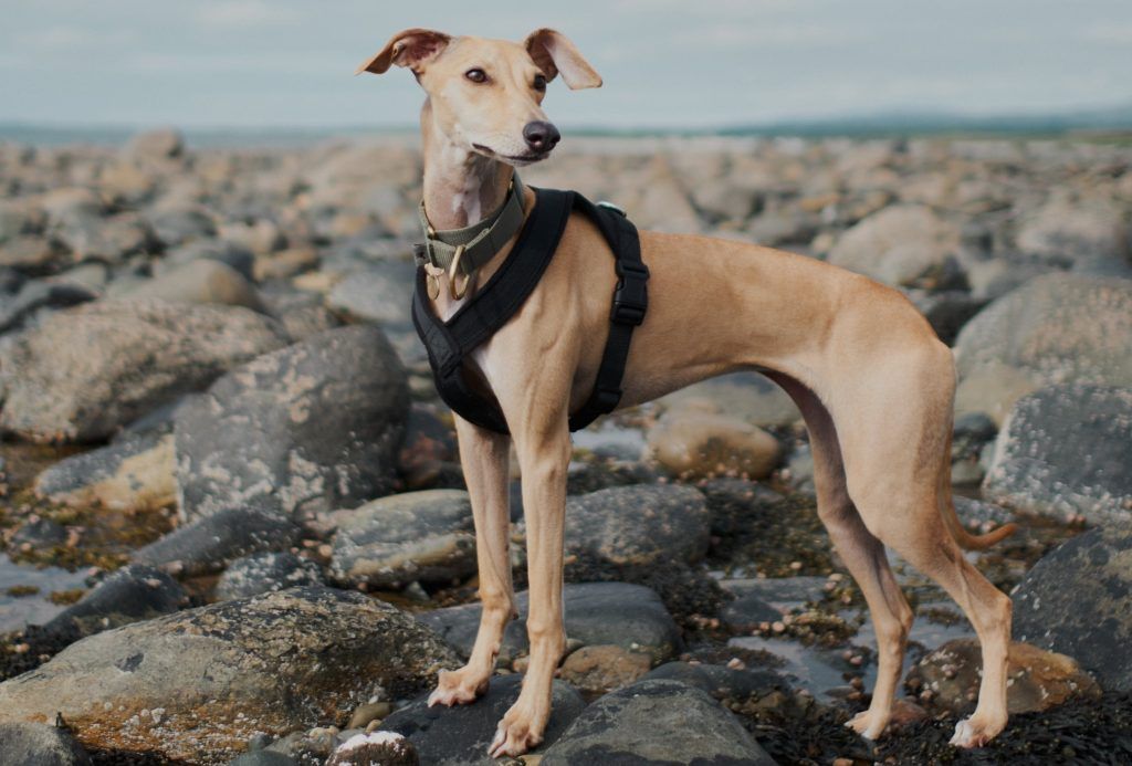 Black Padded Fleece Whippet Greyhound Harness | Italian Lurcher