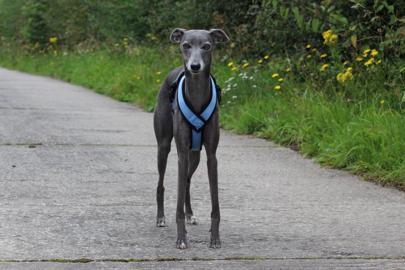 Blue Padded Fleece Whippet Greyhound Harness | Italian Lurcher