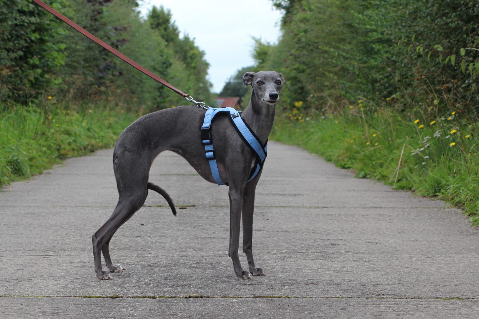 Blue Padded Fleece Whippet Greyhound Harness | Italian Lurcher