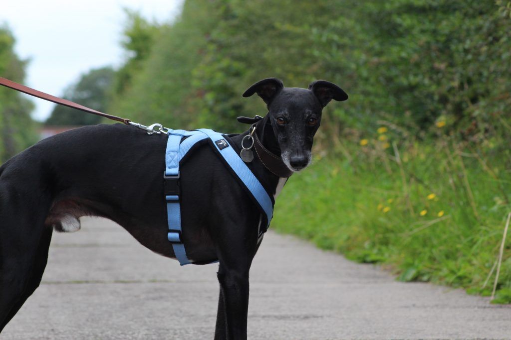 Blue Padded Fleece Whippet Greyhound Harness | Italian Lurcher
