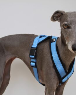 Whippet Greyhound Harness with Fleece Padding | Italian, Lurcher