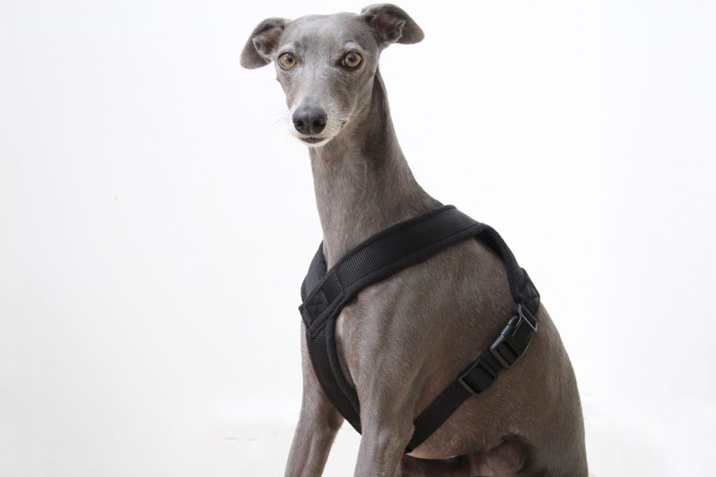 Black Padded Fleece Whippet Greyhound Harness | Italian Lurcher