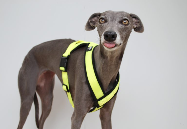 Hi Vis Yellow Padded Fleece Whippet Greyhound Harness | Italian Lurcher