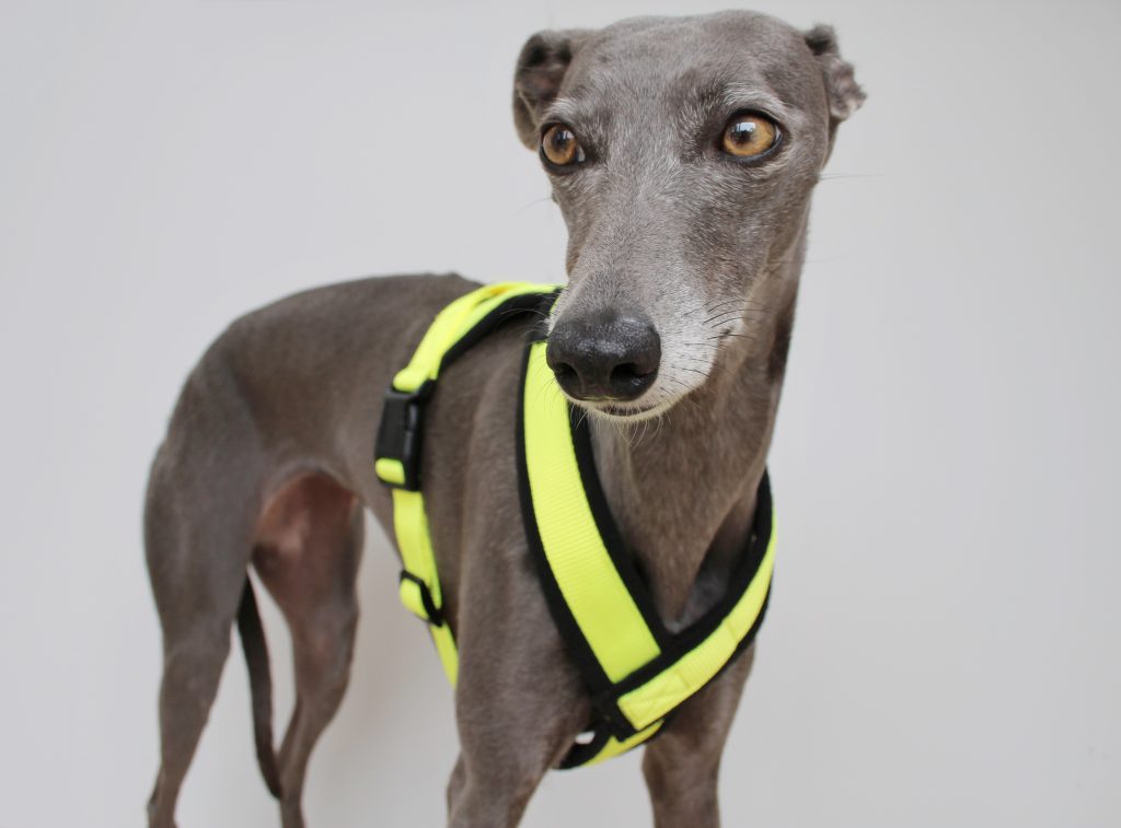 Hi Vis Yellow Padded Fleece Whippet Greyhound Harness | Italian Lurcher