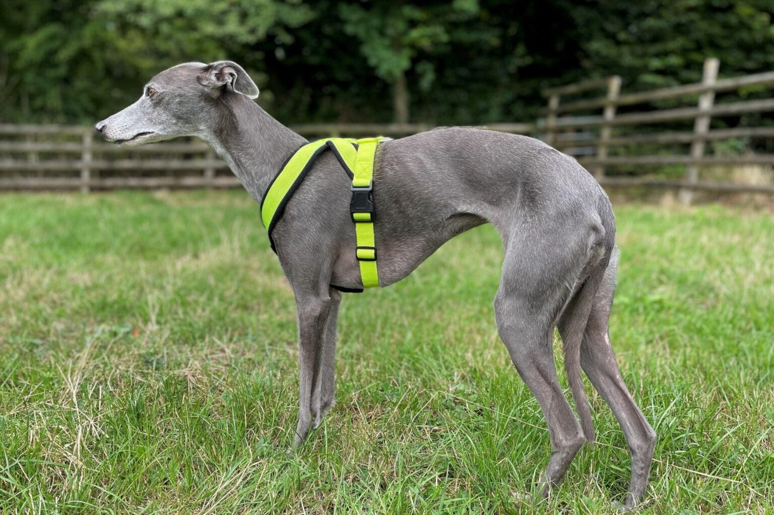 Hi Vis Yellow Padded Fleece Whippet Greyhound Harness | Italian Lurcher