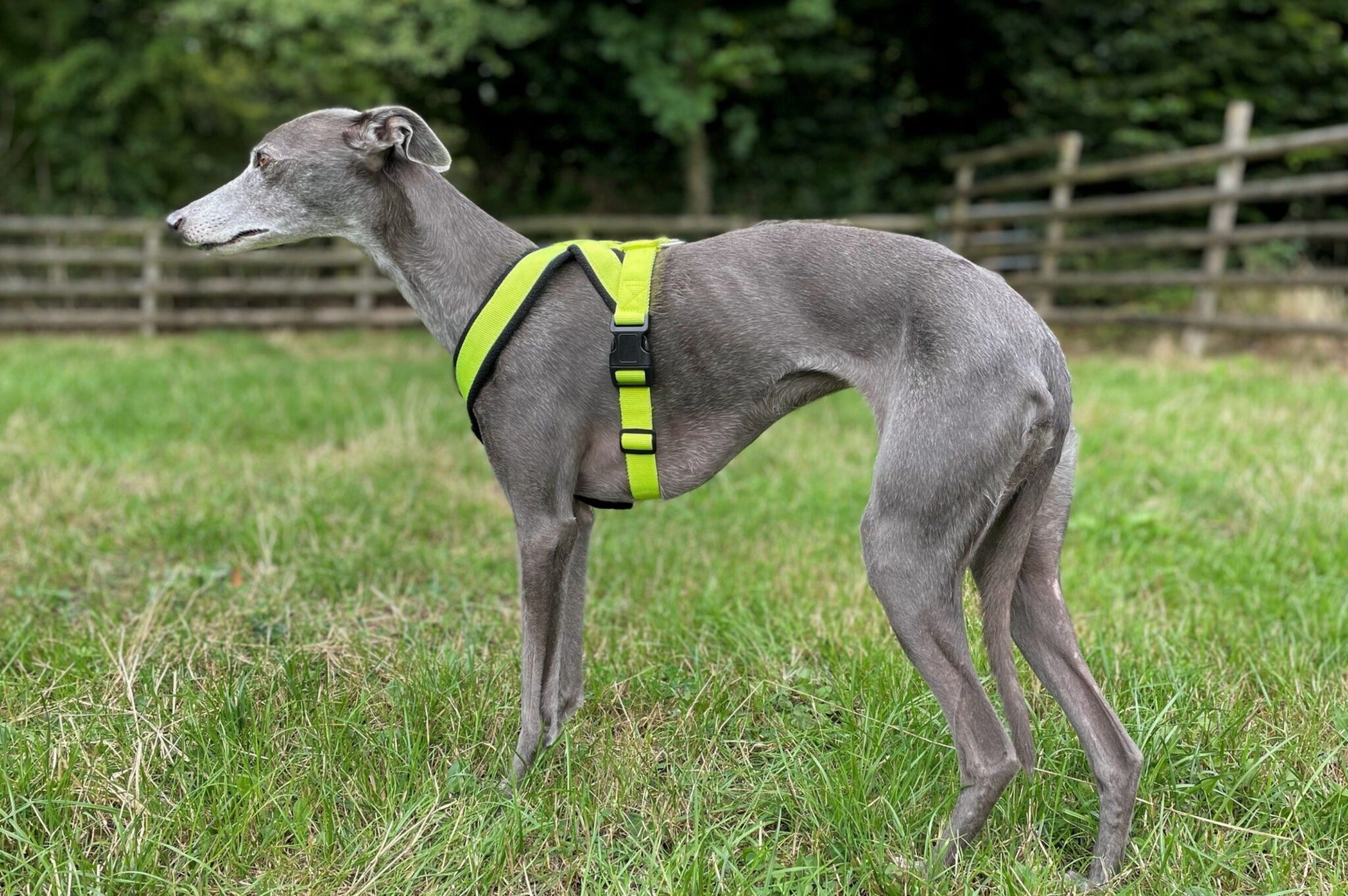 Hi Vis Yellow Padded Fleece Whippet Greyhound Harness | Italian Lurcher