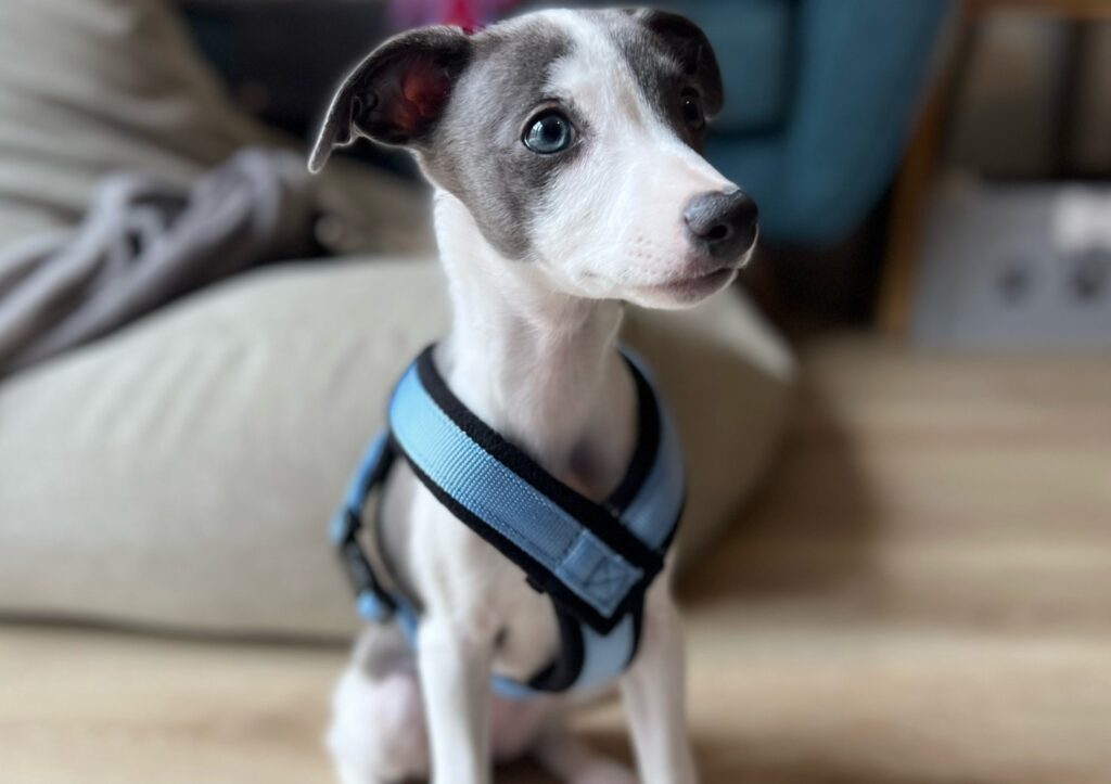 Blue Padded Fleece Whippet Greyhound Harness | Italian Lurcher