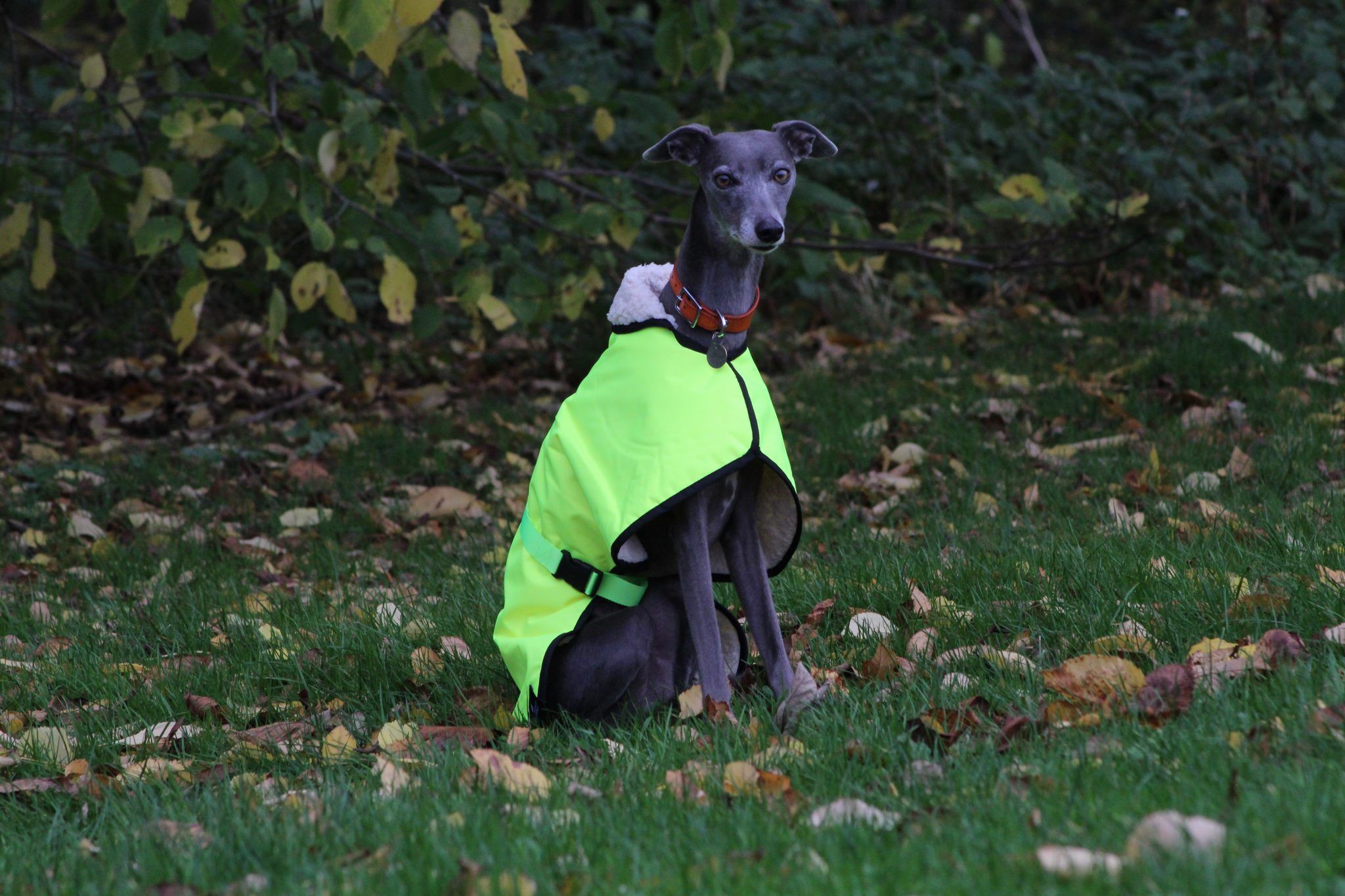 Hi Vis Waterproof Whippet Greyhound Coat | The Trendy Whippet