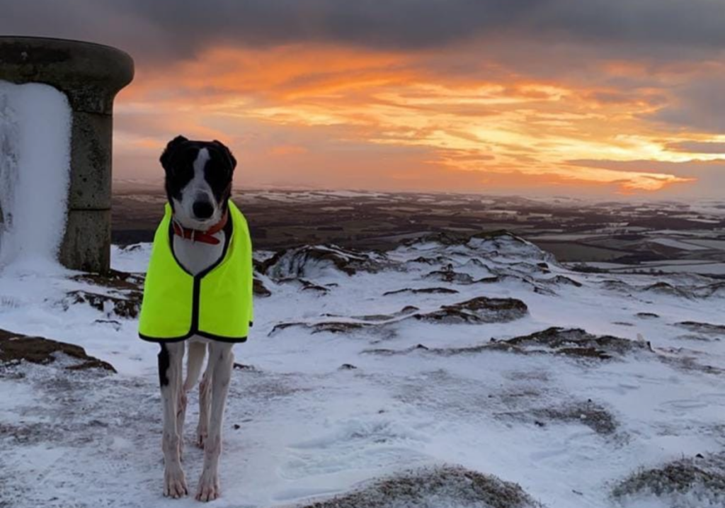 Hi Vis Waterproof Whippet Greyhound Coat | The Trendy Whippet