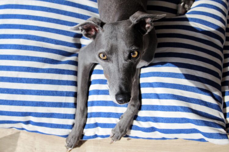 Dog Beds, Blankets, Carriers | The Trendy Whippet
