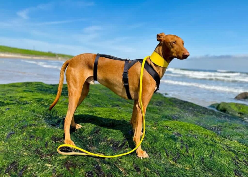 Black Triple Strap 2 Point Whippet Greyhound Harness | Italian Lurcher