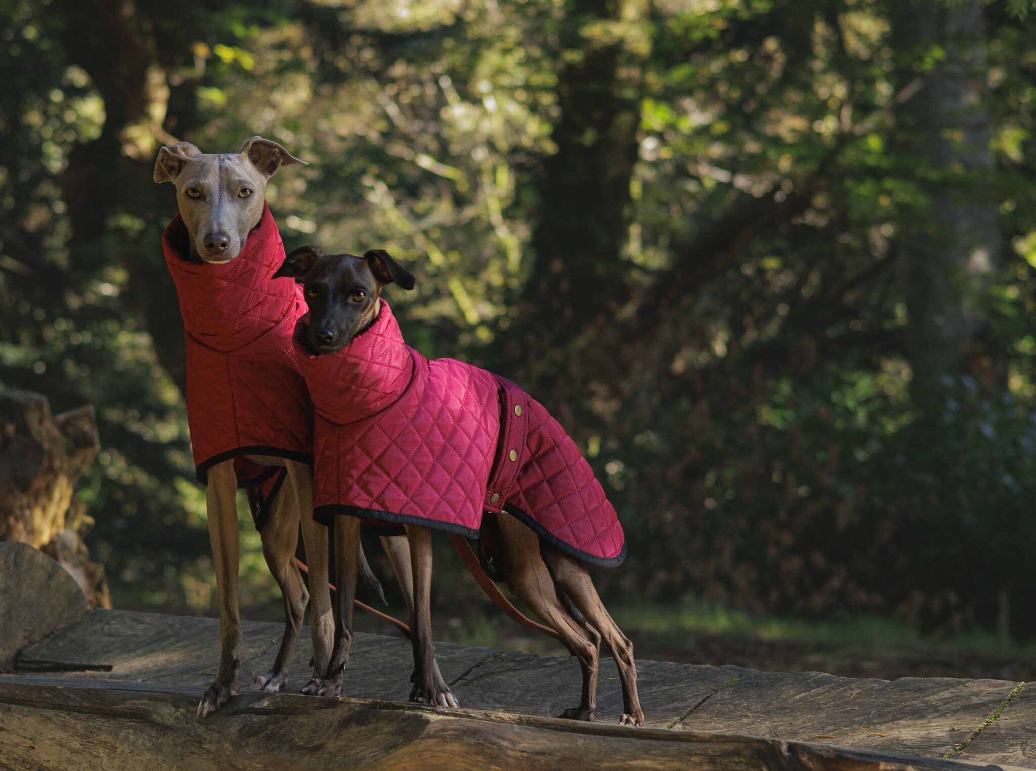Burgundy Quilted Waterproof Whippet Coat | The Trendy Whippet