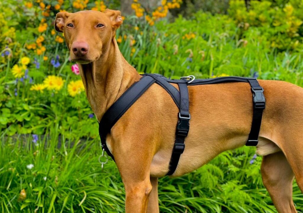 Black Triple Strap 2 Point Whippet Greyhound Harness | Italian Lurcher