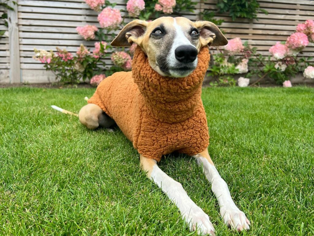 Brown Fluffy Whippet Vest Jumper | Greyhound Italian Lurcher