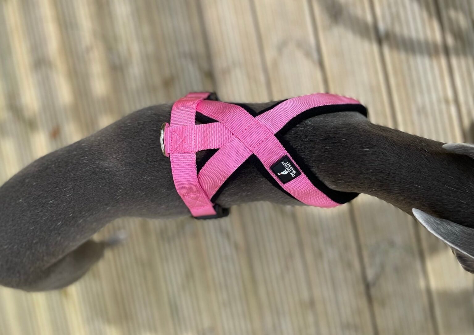Pink Padded Fleece Whippet Greyhound Harness | Italian Lurcher