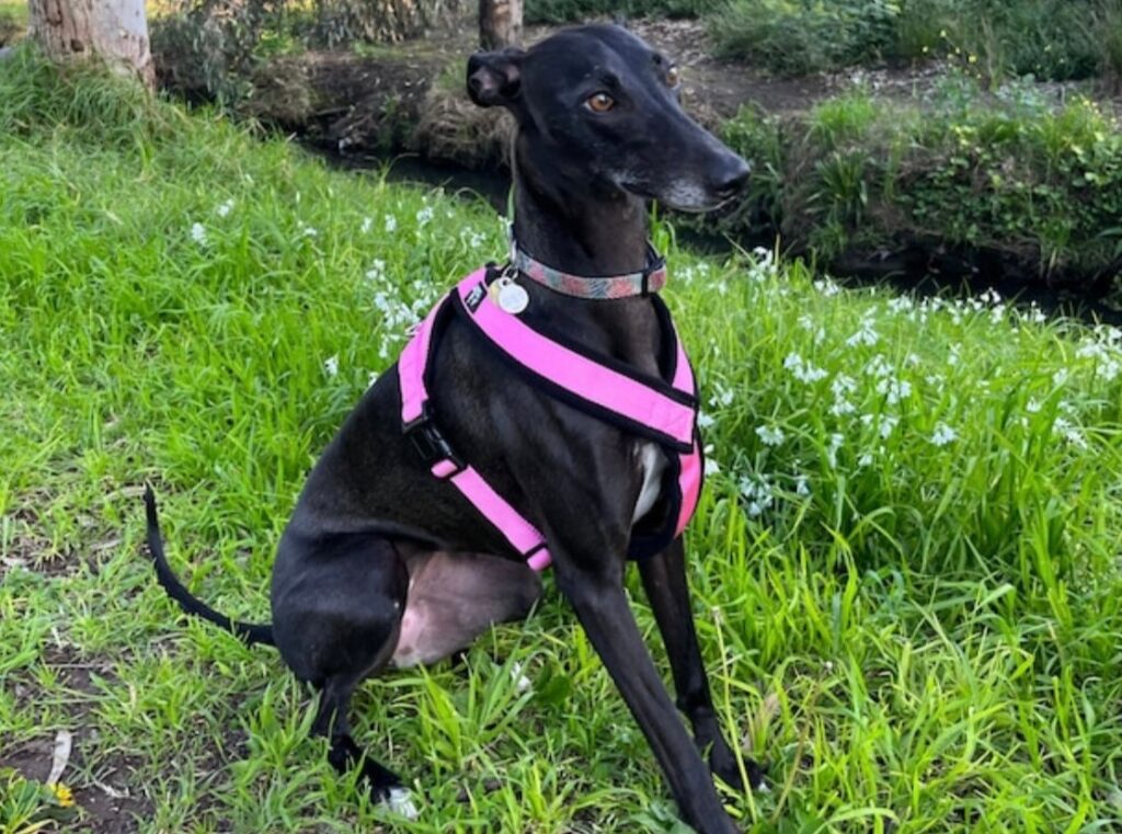 Pink Padded Fleece Whippet Greyhound Harness | Italian Lurcher