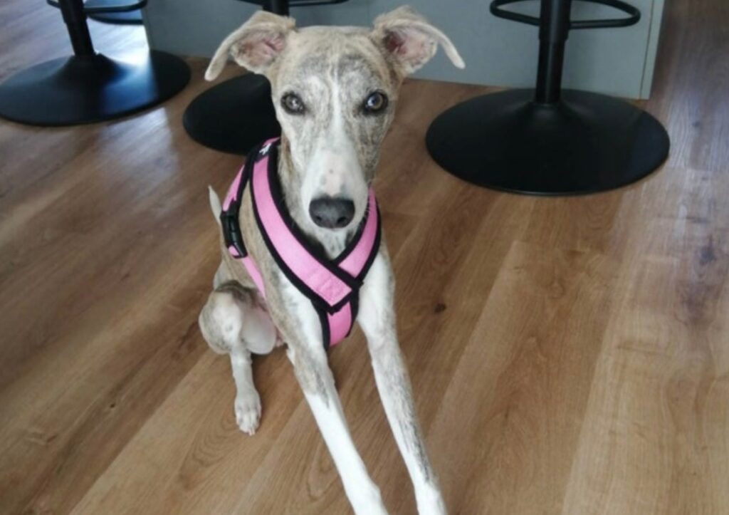 Pink Padded Fleece Whippet Greyhound Harness | Italian Lurcher