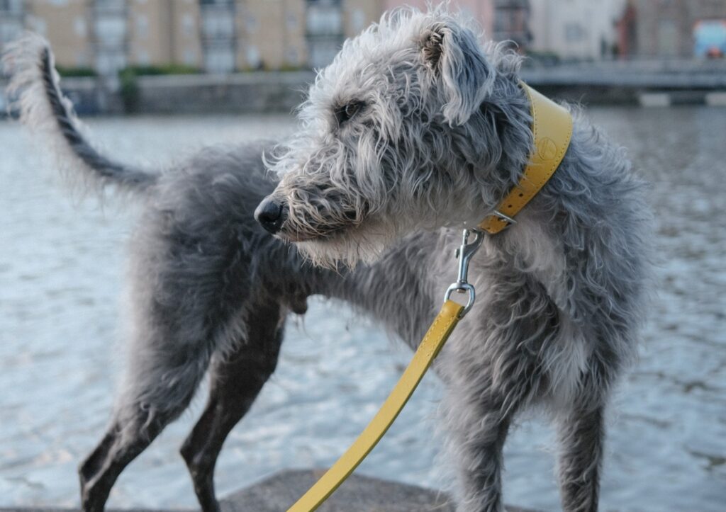 Yellow Leather Whippet Greyhound Lead | Italian Lurcher