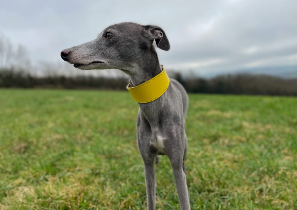 Yellow Leather Wide Whippet Greyhound Collar | Italian Lurcher