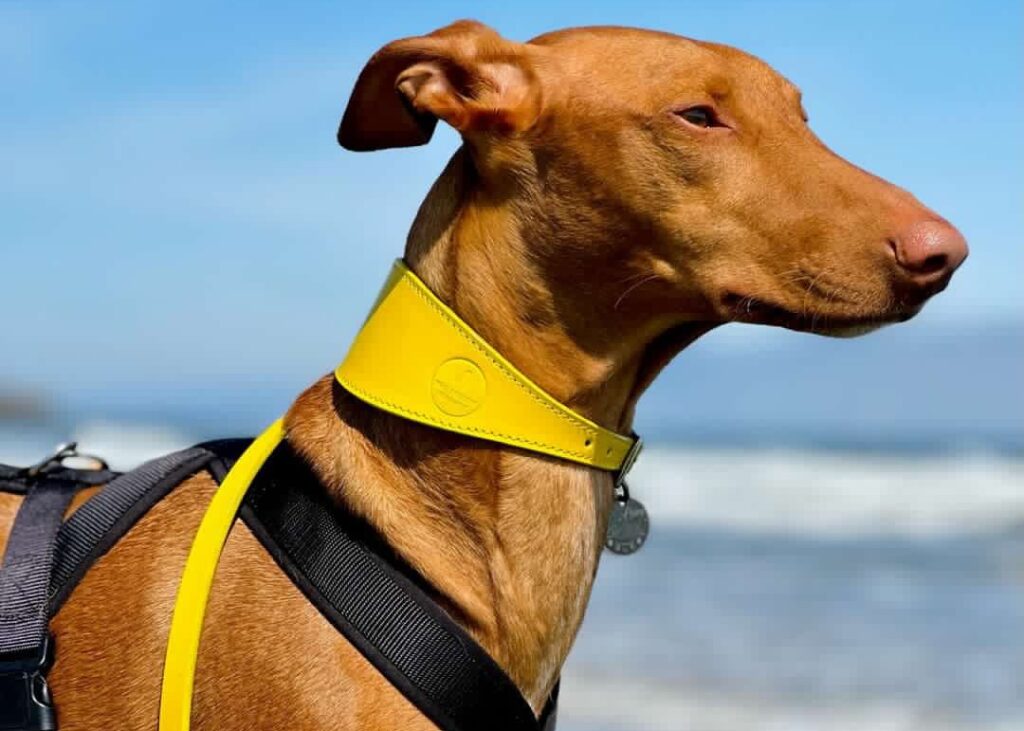 Yellow Leather Wide Whippet Greyhound Collar | Italian Lurcher