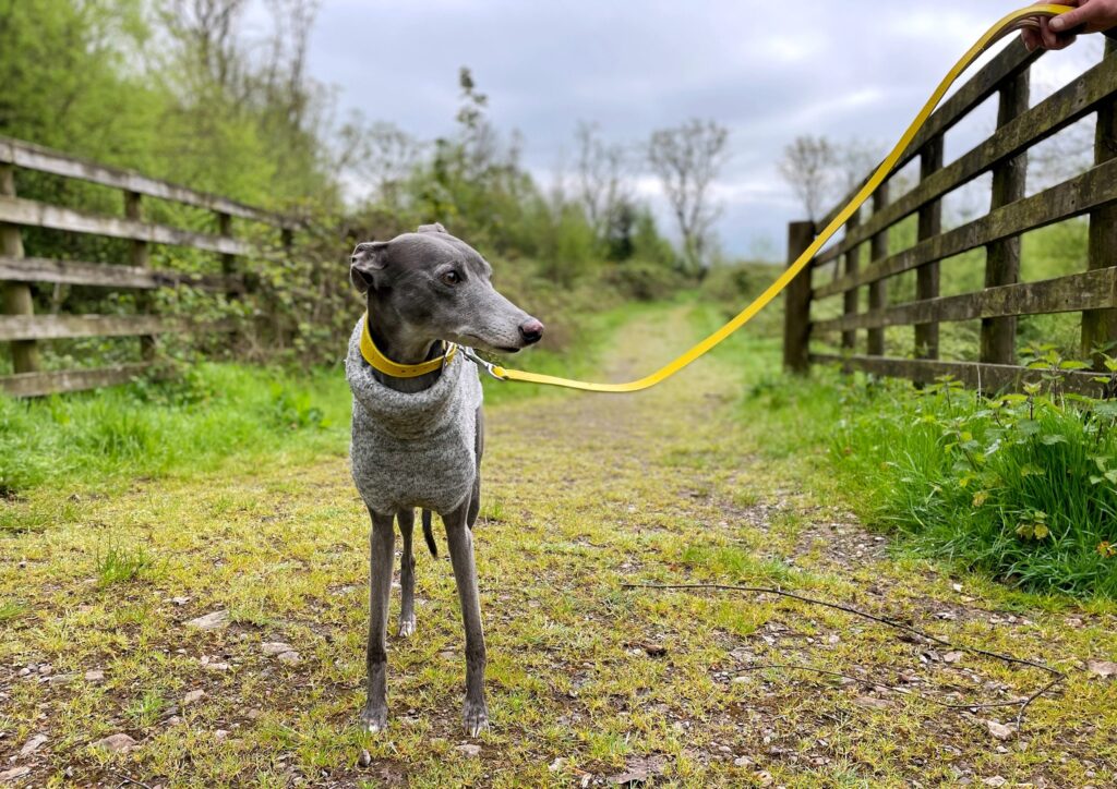 Yellow Leather Whippet Greyhound Lead | Italian Lurcher