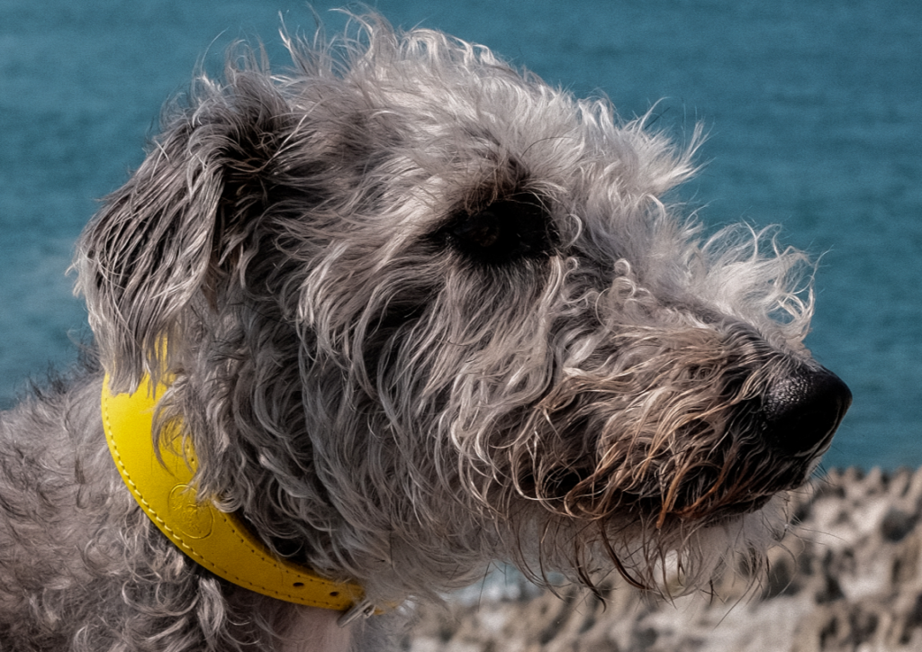 Yellow Leather Wide Whippet Greyhound Collar | Italian Lurcher