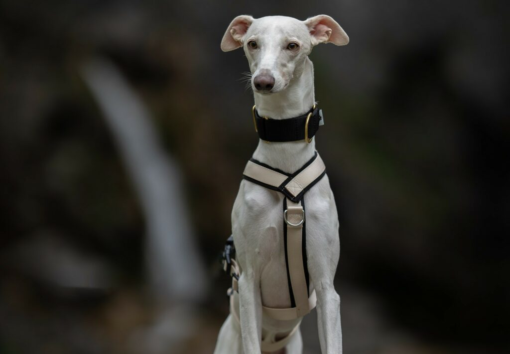 Taupe Triple Strap 2 Point Whippet Greyhound Harness | Italian Lurcher