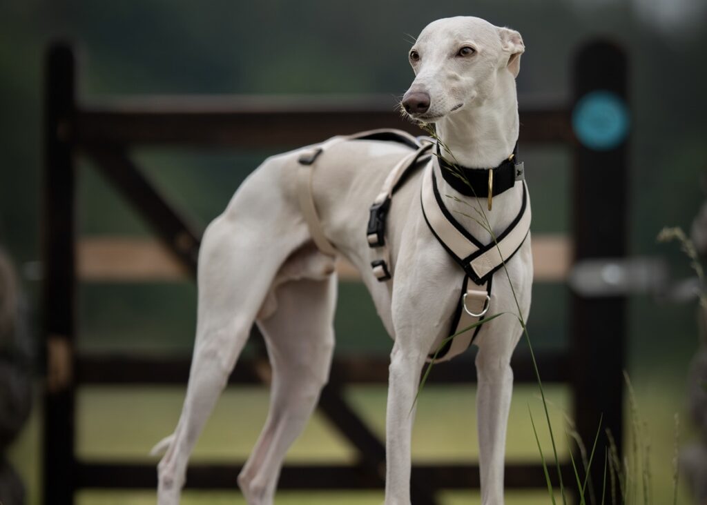 Taupe Triple Strap 2 Point Whippet Greyhound Harness | Italian Lurcher